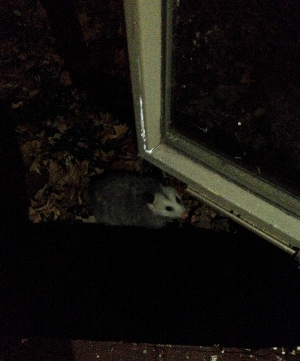 Woods Walks and Wildlife: November 2014