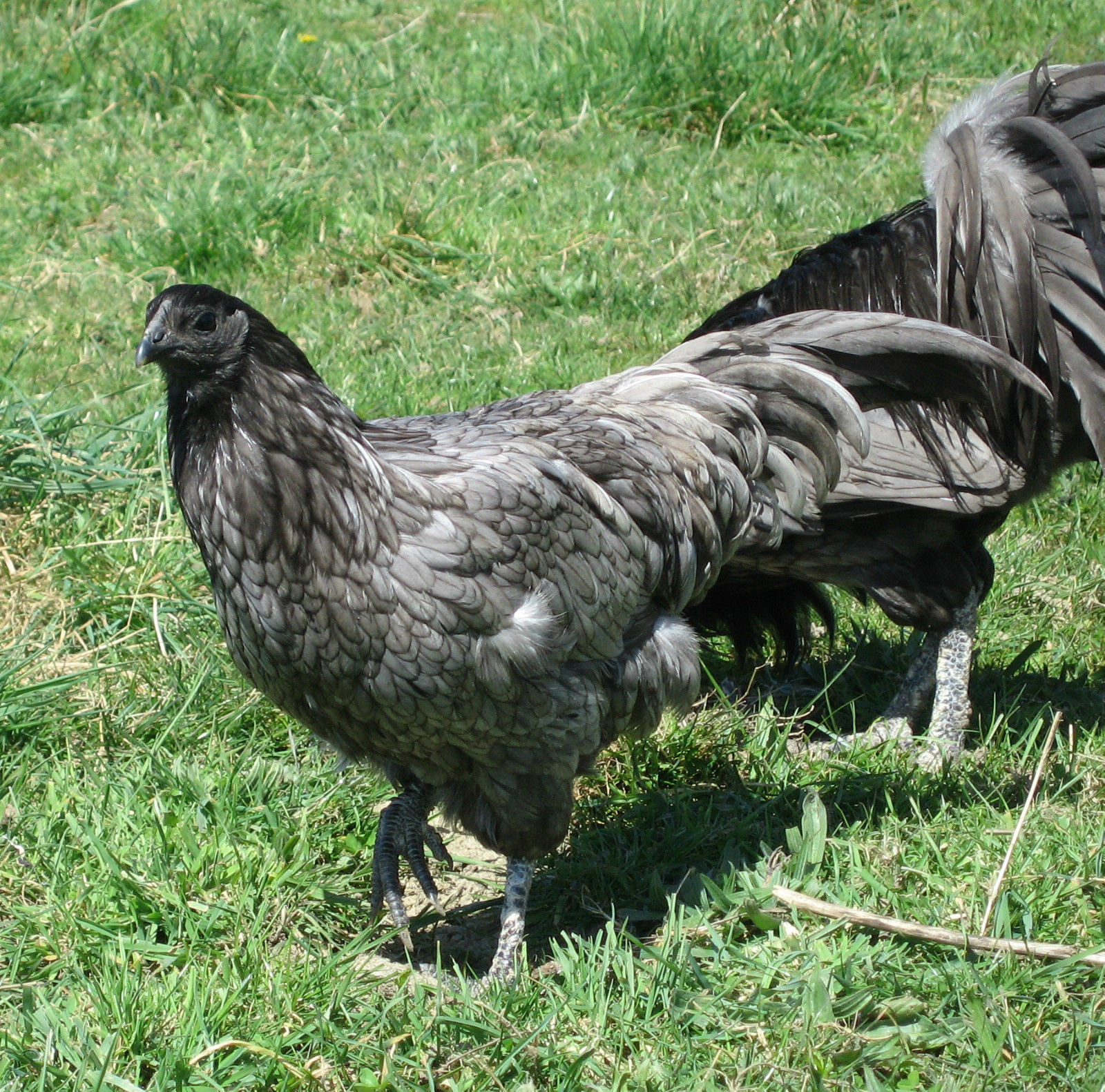 Aneka Ayam Langka & Unik: Fenotype “Black” Sumatra (Ayam Sumatra)
