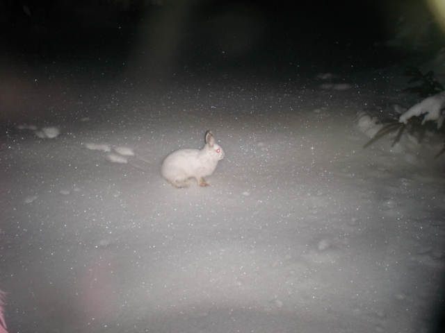 Remote Captures: Snowshoe Hare changing color with the season