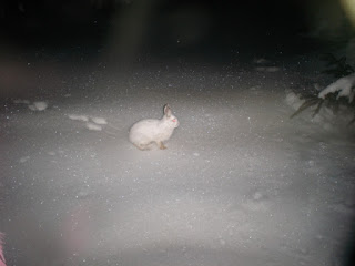 Remote Captures: Snowshoe Hare changing color with the season