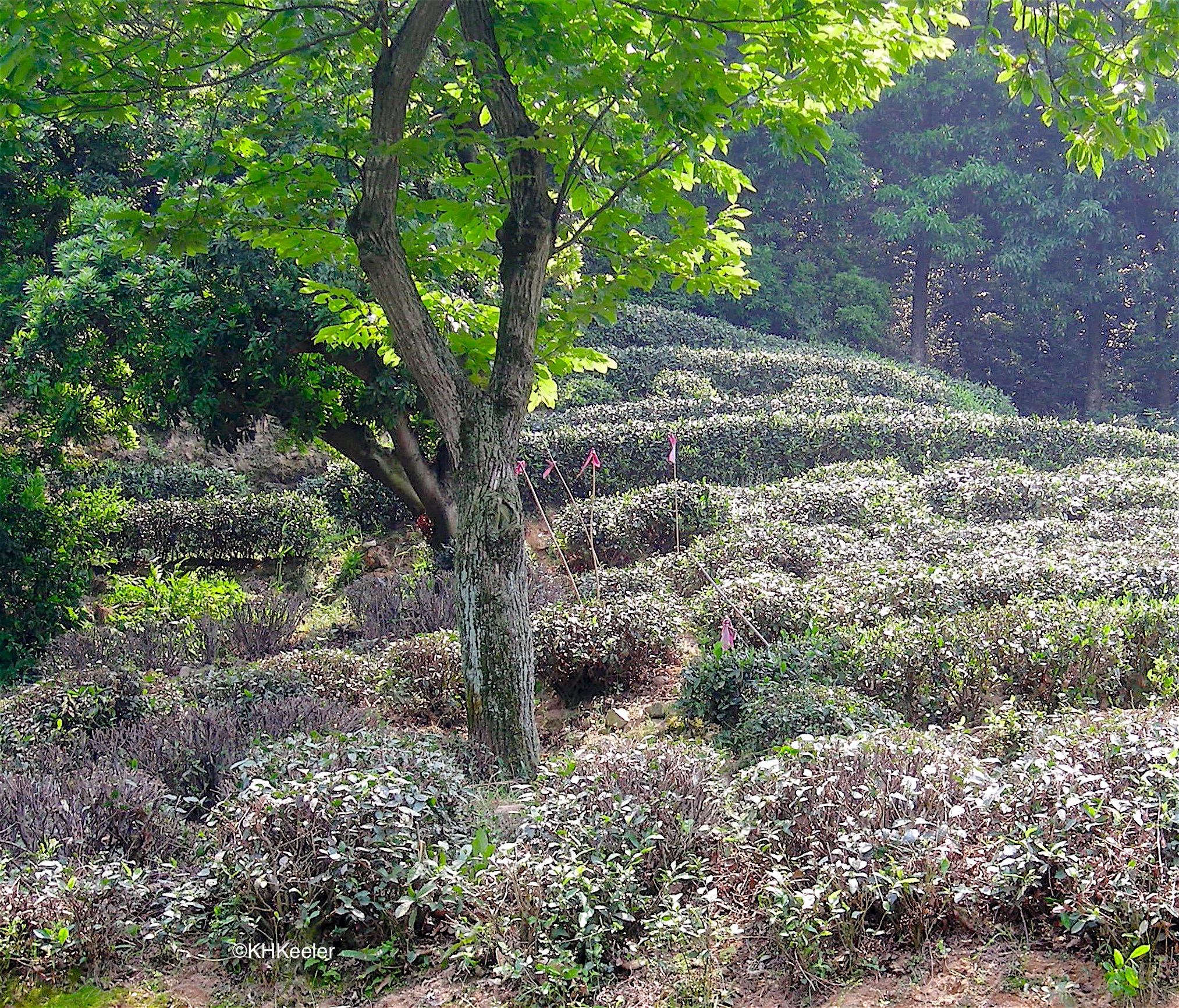 A Wandering Botanist: Robert Fortune, Tea, and China
