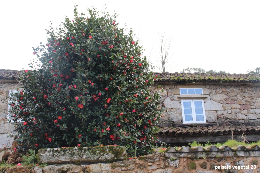Paisaje vegetal: Ruta de las Camelias de Galicia. Pazo de Oca 1ª parte