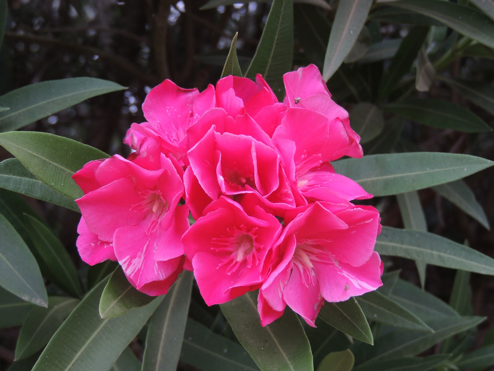 El Terrao - Dos urbanitas en el campo: ADELFAS