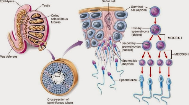 BIOLOGI GONZAGA: SIMPLE SPERMATOGENESIS