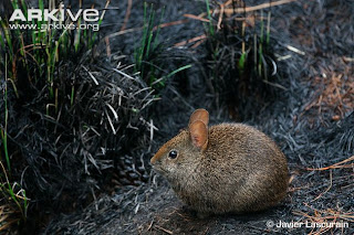 Volcano Rabbit