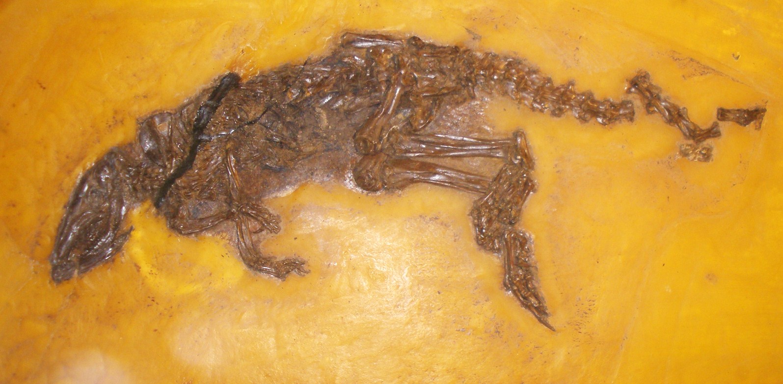 Extinct Animal of the Week: Small Fossils