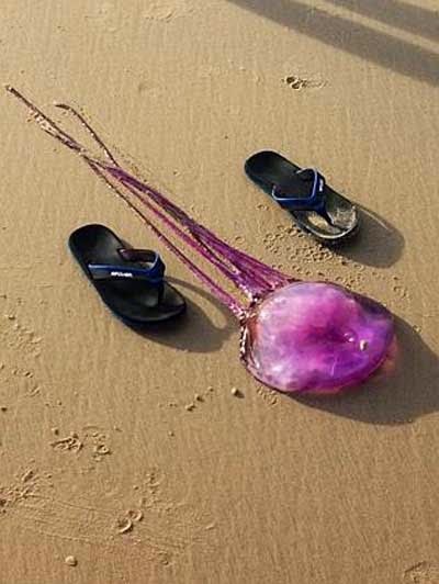 Phantoms and Monsters - Real Cryptid Encounter Reports - Fortean ...