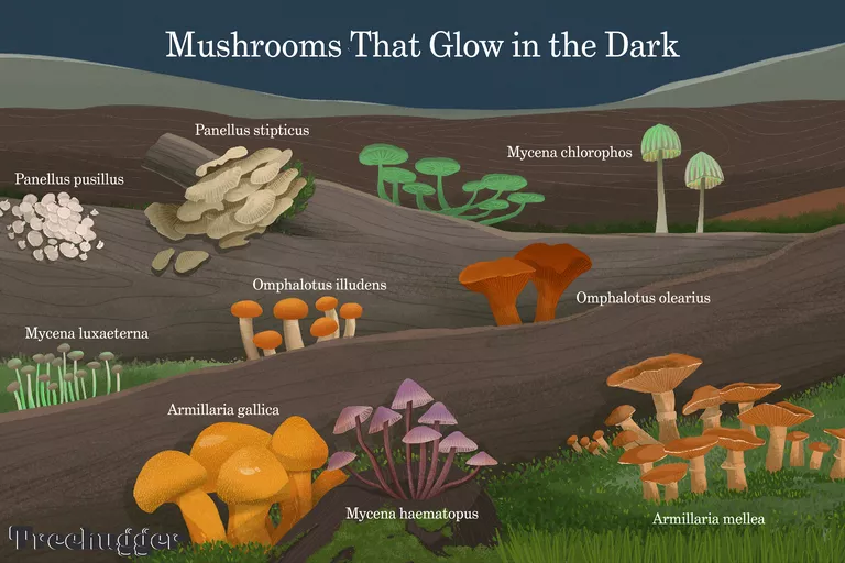 The Rainbow Before Evening Can Scientists Create Glowing Plants the-rainbow-before-evening-can-scientists-create-glowing-plants