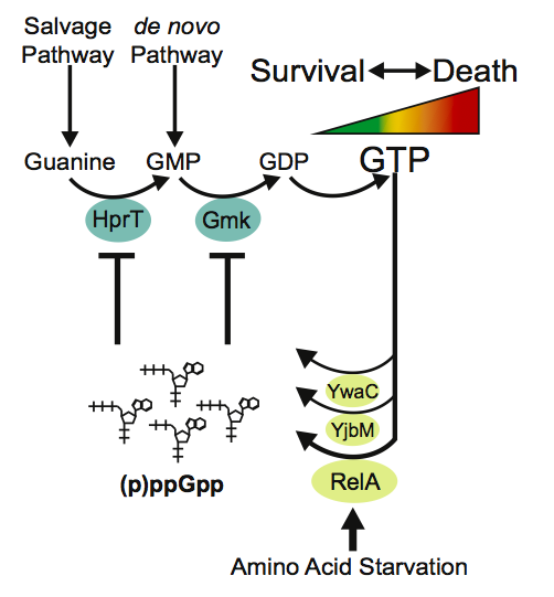 Stringent Response: ppGpp regulates GTP synthesis by inhibiting Gmk and ...