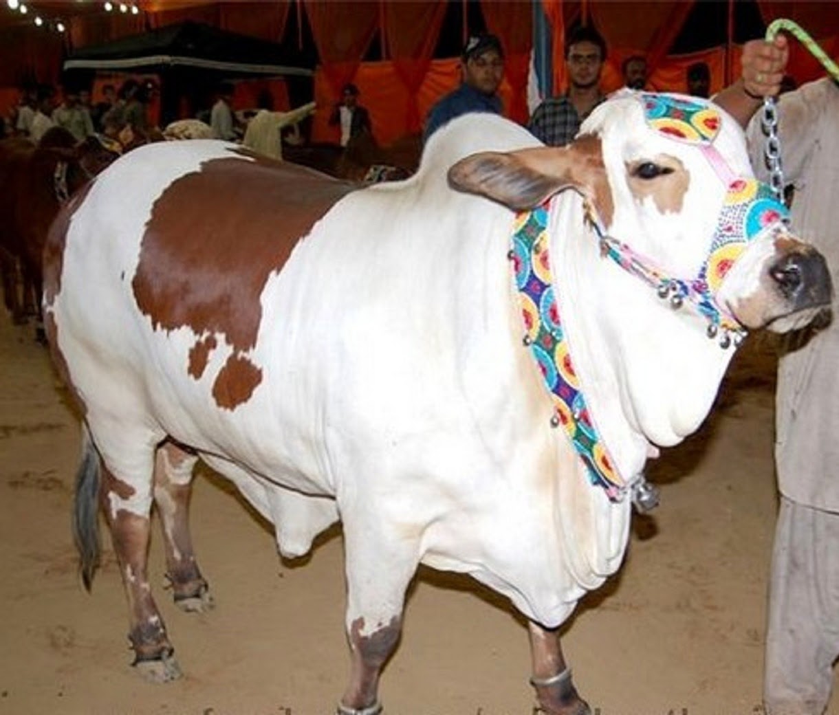 Beautiful Bakra Eid Cow HD Wallpaper - all 4u wallpaper