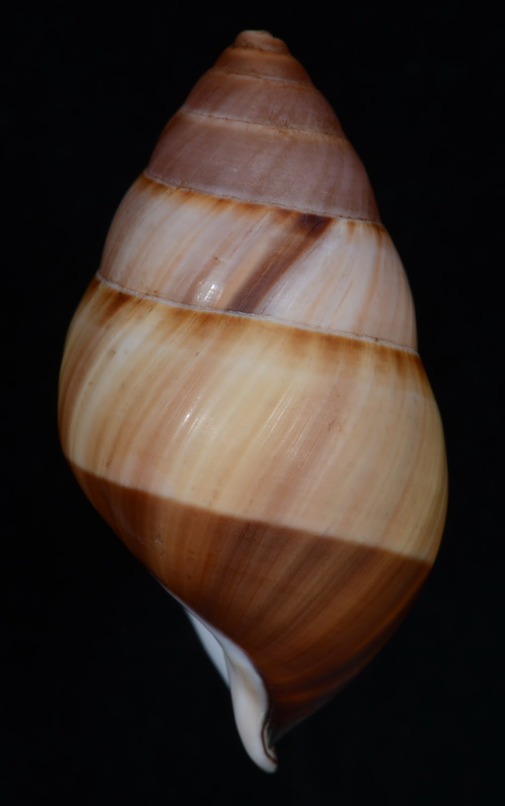 Dr. Lee's Gallery Museum: Amphidromus inversus annamiticus 45.11mm ...