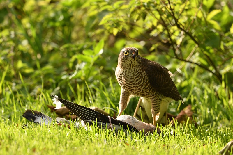 Steve Rogers birding: Sparrowhawk eating Woodpigeon