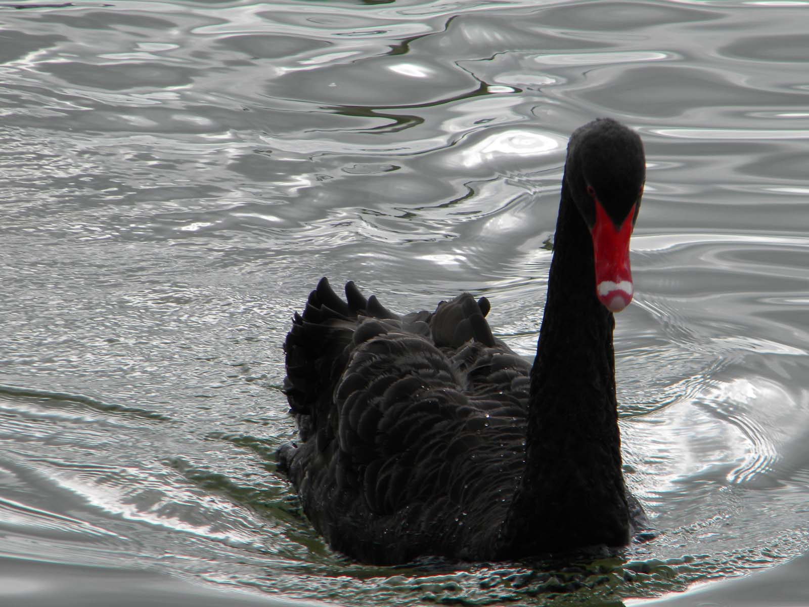 Gail's Excellent Adventures: The Black Swan
