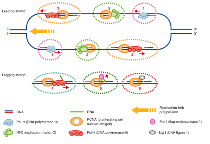 Glossomics: Replicatio Factor C (RFC)