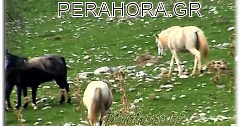 www.perahora.gr: TA ΑΓΡΙΑ ΑΛΟΓΑ ΤΗΣ ΖΗΡΙΑΣ