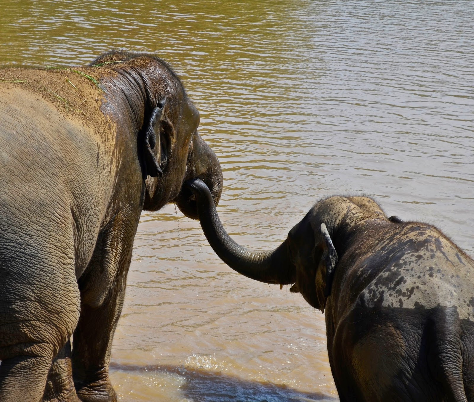 eScienceCommons: Asian elephants reassure others in distress