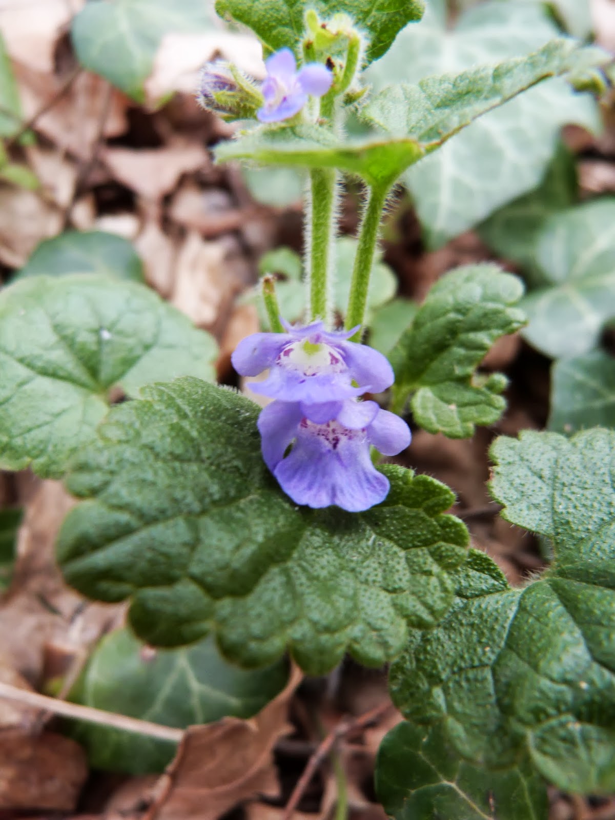 Frumusetile naturii: Rarunchioara de padure (Glechoma hirsuta)