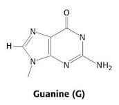 Bioquímica: Sintesis de bases Púricas