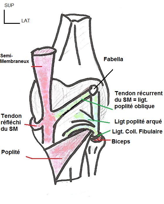 Le blog du GERAR: L'INSEP inspire le GERAR