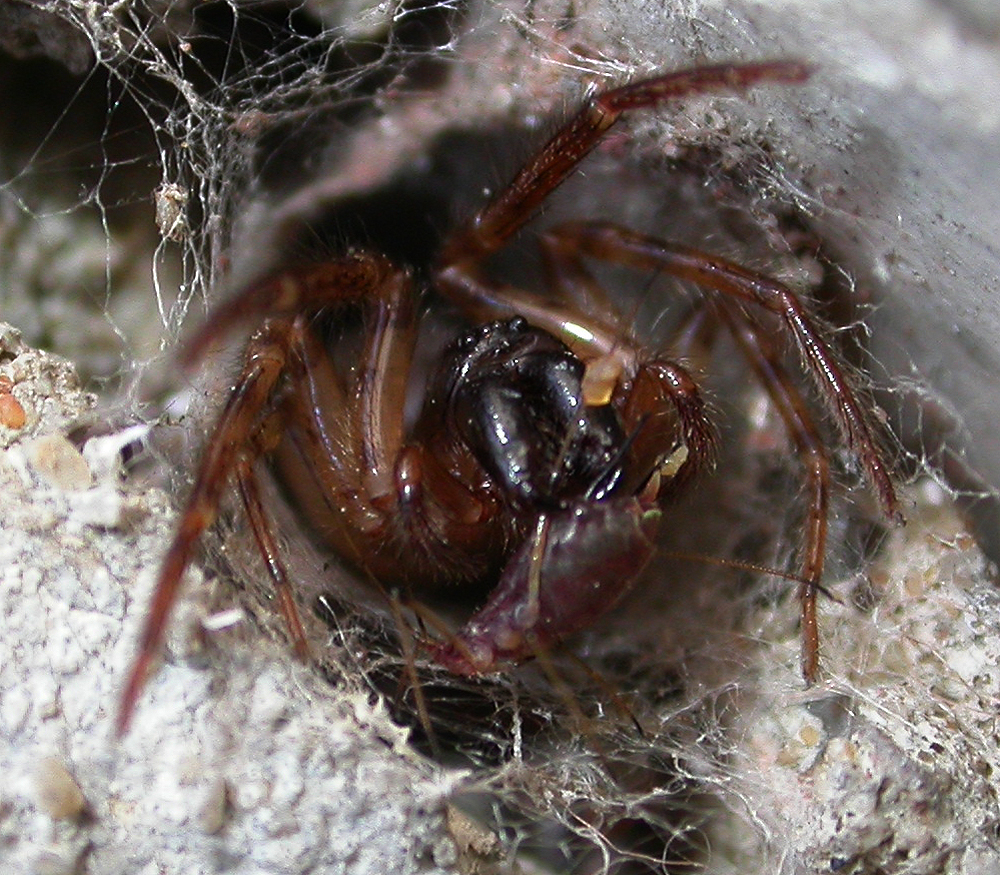 Arachnerds: Tube Web Spider - Segestria senoculata