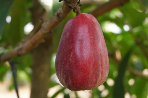 Williams Nursery: JAMBU BOL