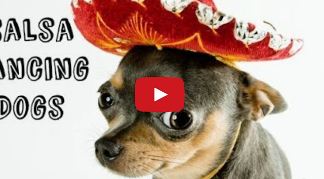 Salsa Dancing Dogs Compilation
