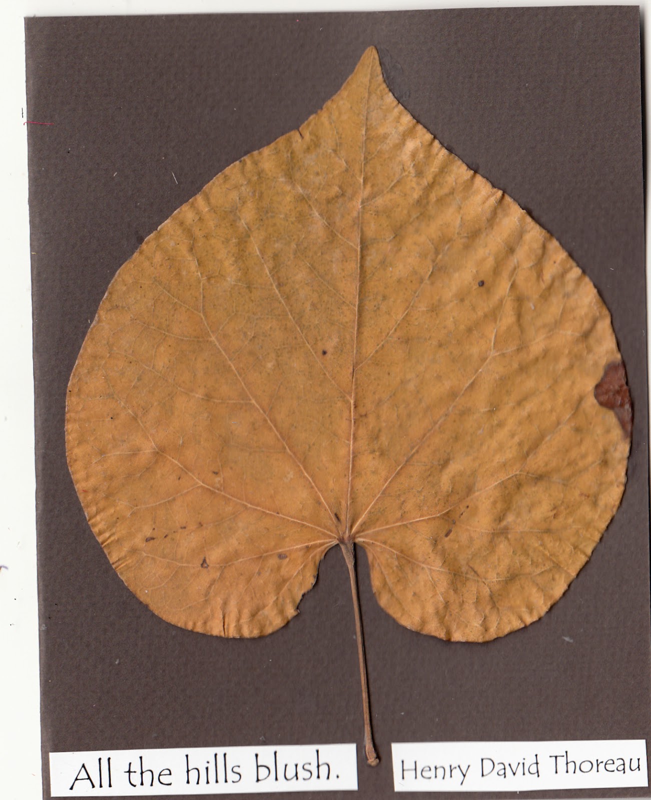 Holley's Blog: Leaf cards