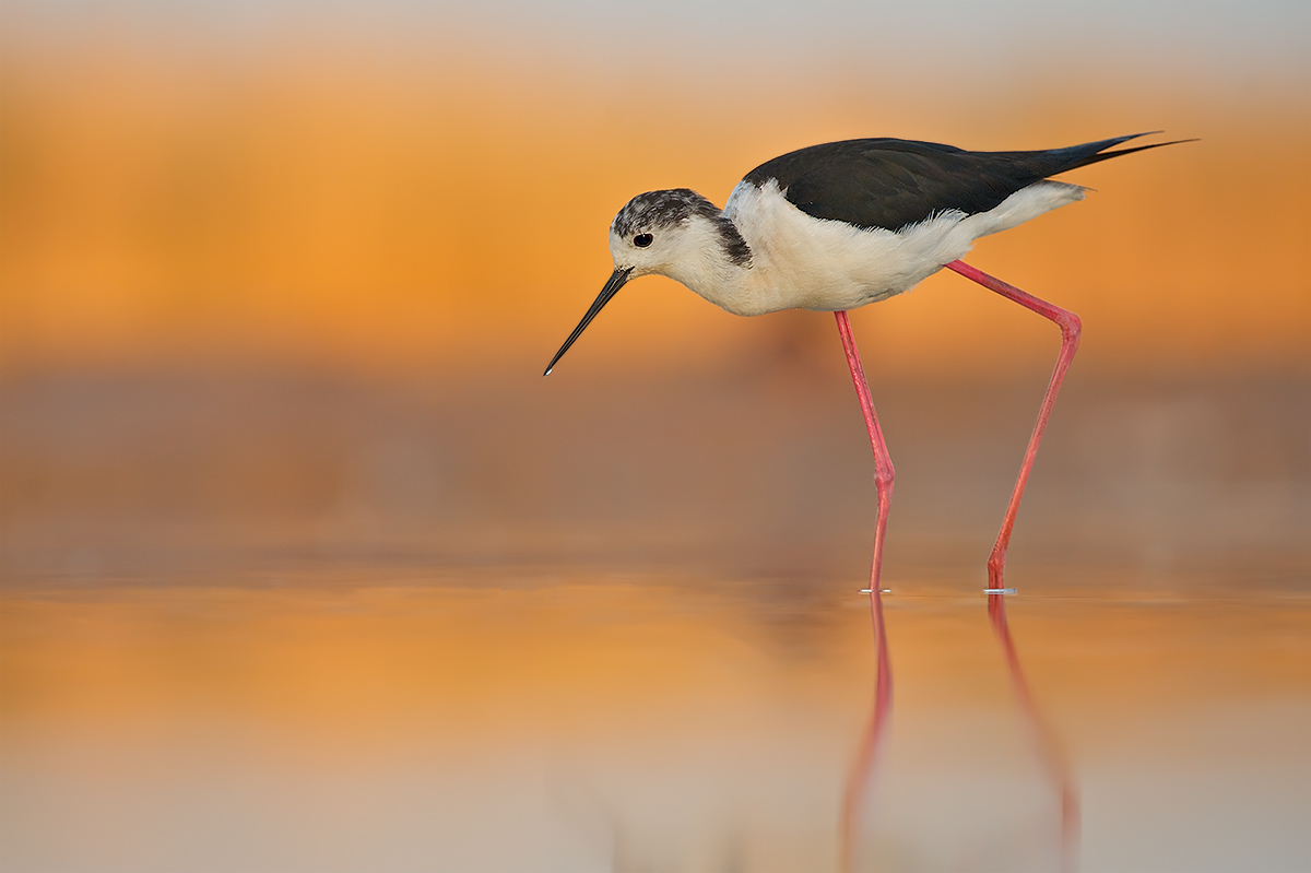 Pernilongo | Ave da Família Recurvirostridae