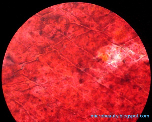 The Wonderful Microworld: Coffee, Puffed Rice, Flour and Grape Skin ...