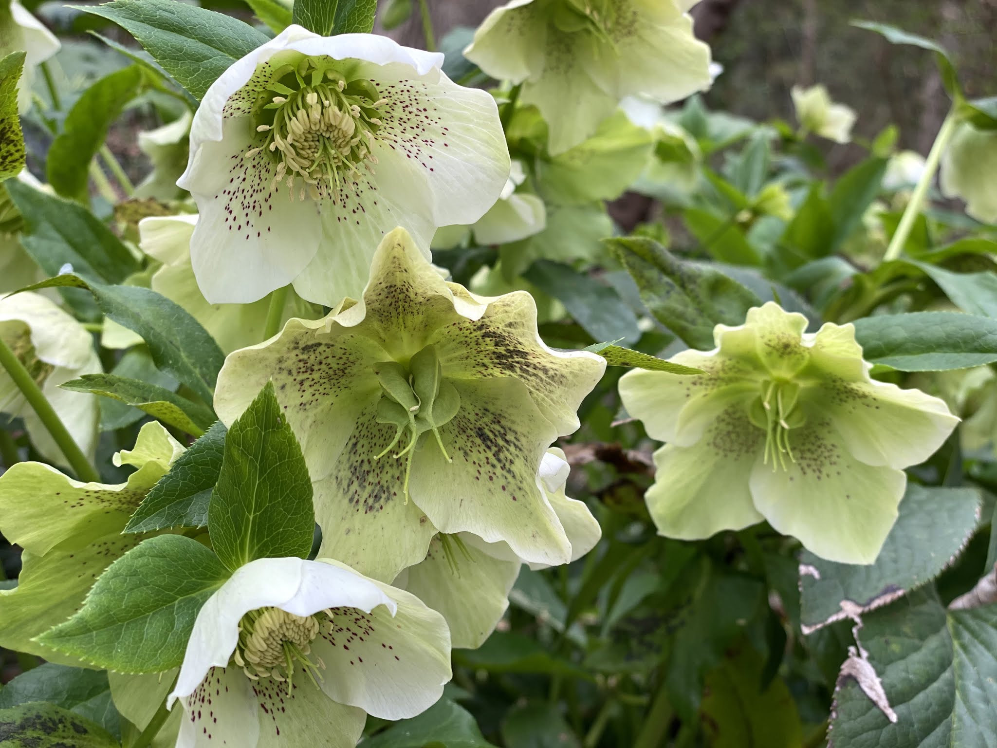Quilted Blooms: In Bloom #50 - Lenten Rose