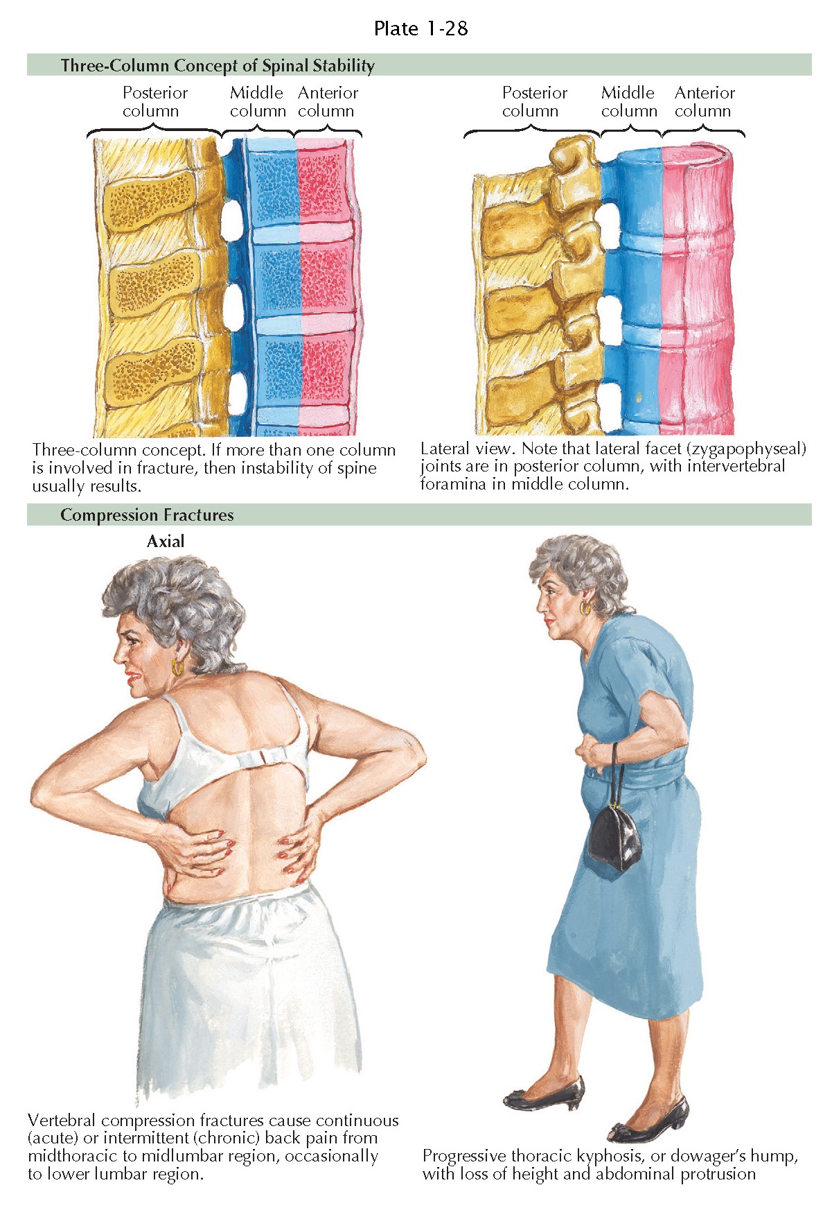 THORACOLUMBAR SPINE TRAUMA - pediagenosis