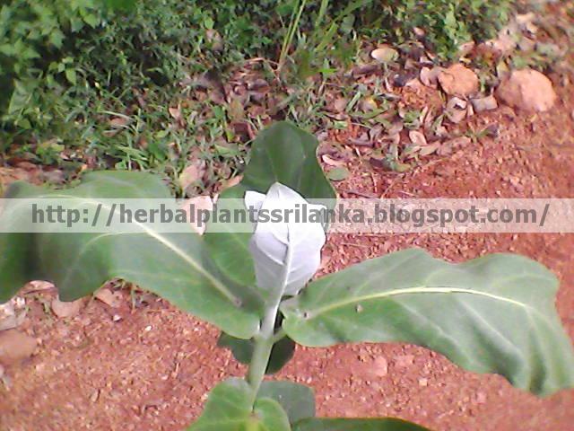 CALOTROPIS PROCERA - වරා