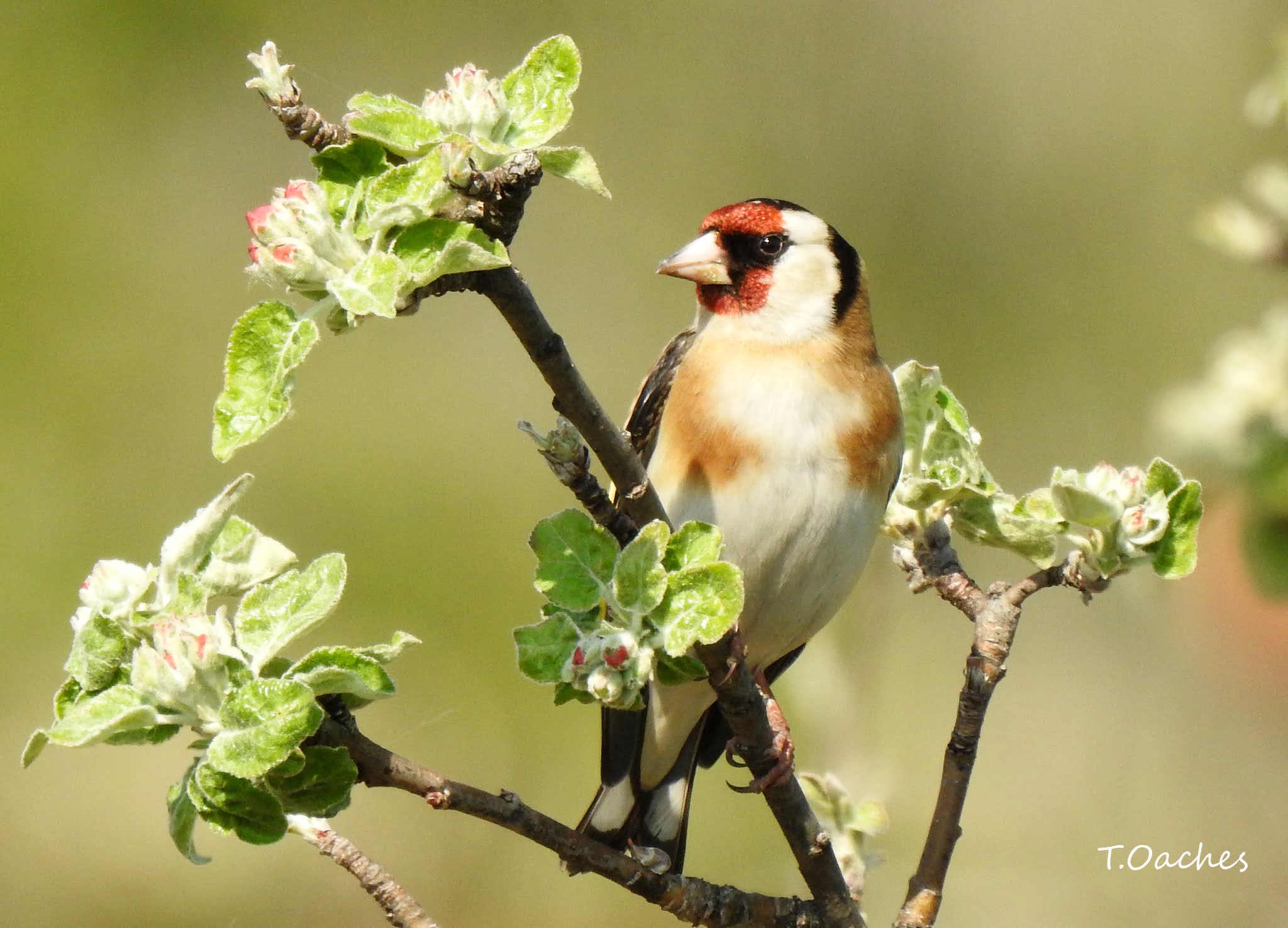 PASARI DIN ROMANIA: STICLETE(1), Carduelis carduelis