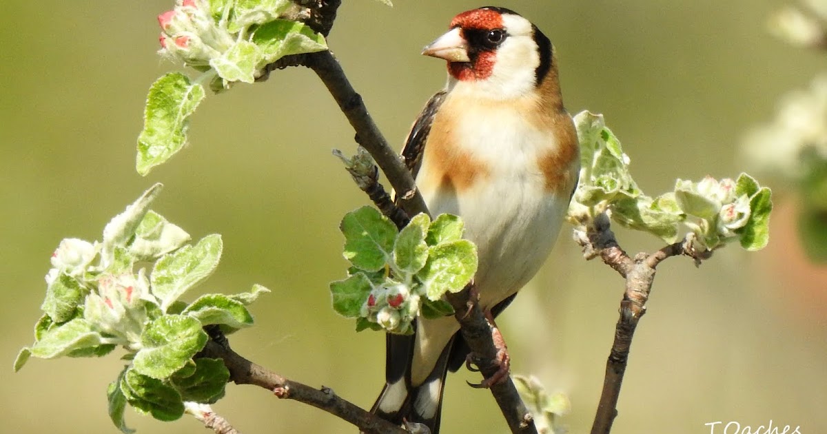 PASARI DIN ROMANIA: STICLETE(1), Carduelis carduelis