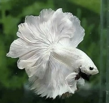 Ikan Cupang Halfmoon Tercantik yang Mahal dan Langka beserta Gambarnya