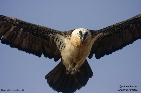 Nuevas expectativas sobre la alimentación de los animales necrófagos ...