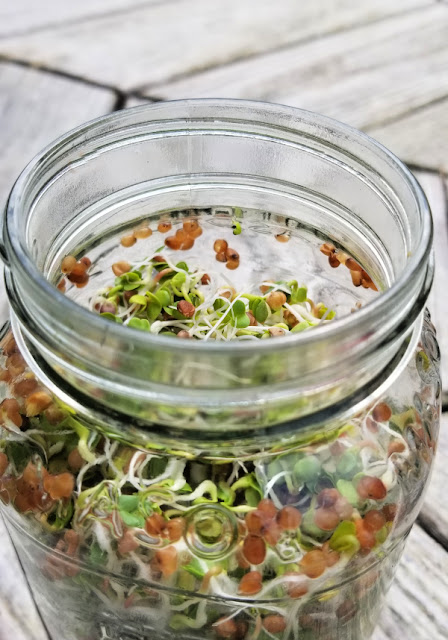 Save Money on Chicken Feed by Sprouting Seeds - Fresh Eggs Daily® with ...