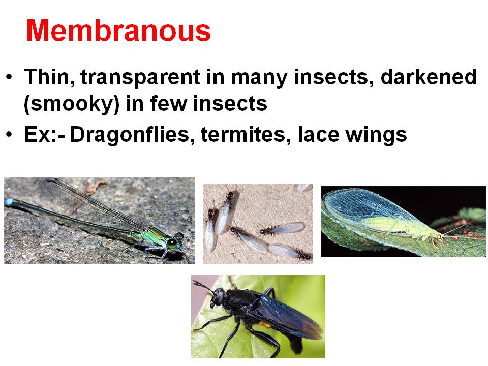 Insect wing, Modifications and Copulation