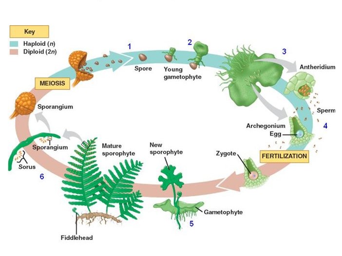 Cosa Sono le Felci? Che Caratteristiche Hanno? | Il Gusto Della Natura