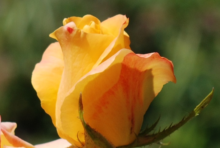 ROSAS DE TÉ de mi amiga Rosa - BOTÀNIC SERRAT