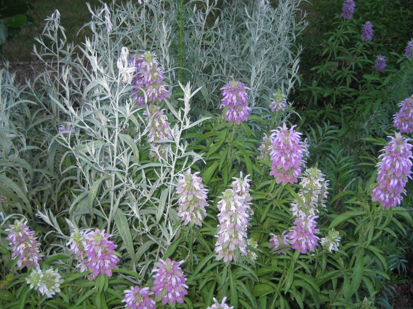 Bee Balm, Monarda spp - Wildflower School of Botanical Medicine