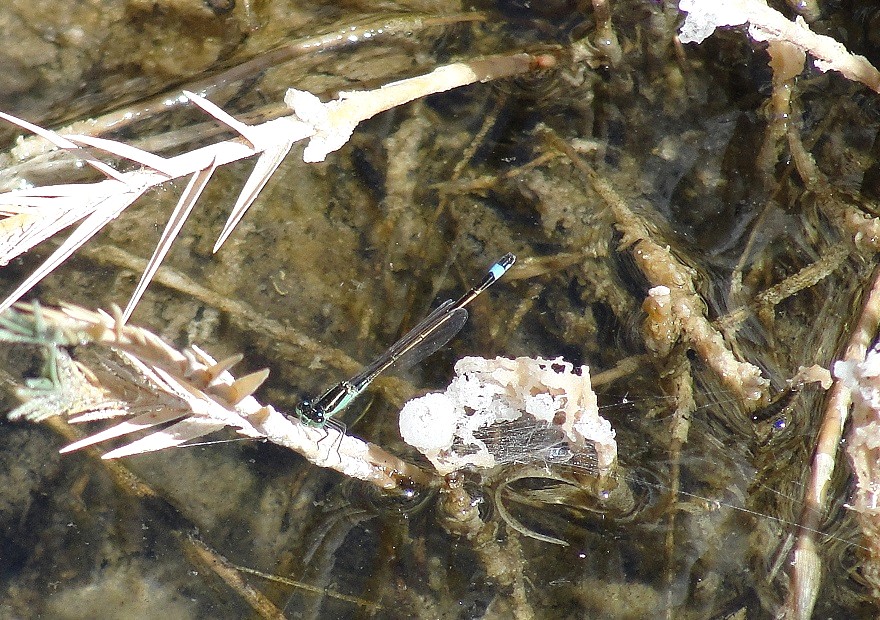 Caminantes del Desierto: EL SALAR DE LLAMARA