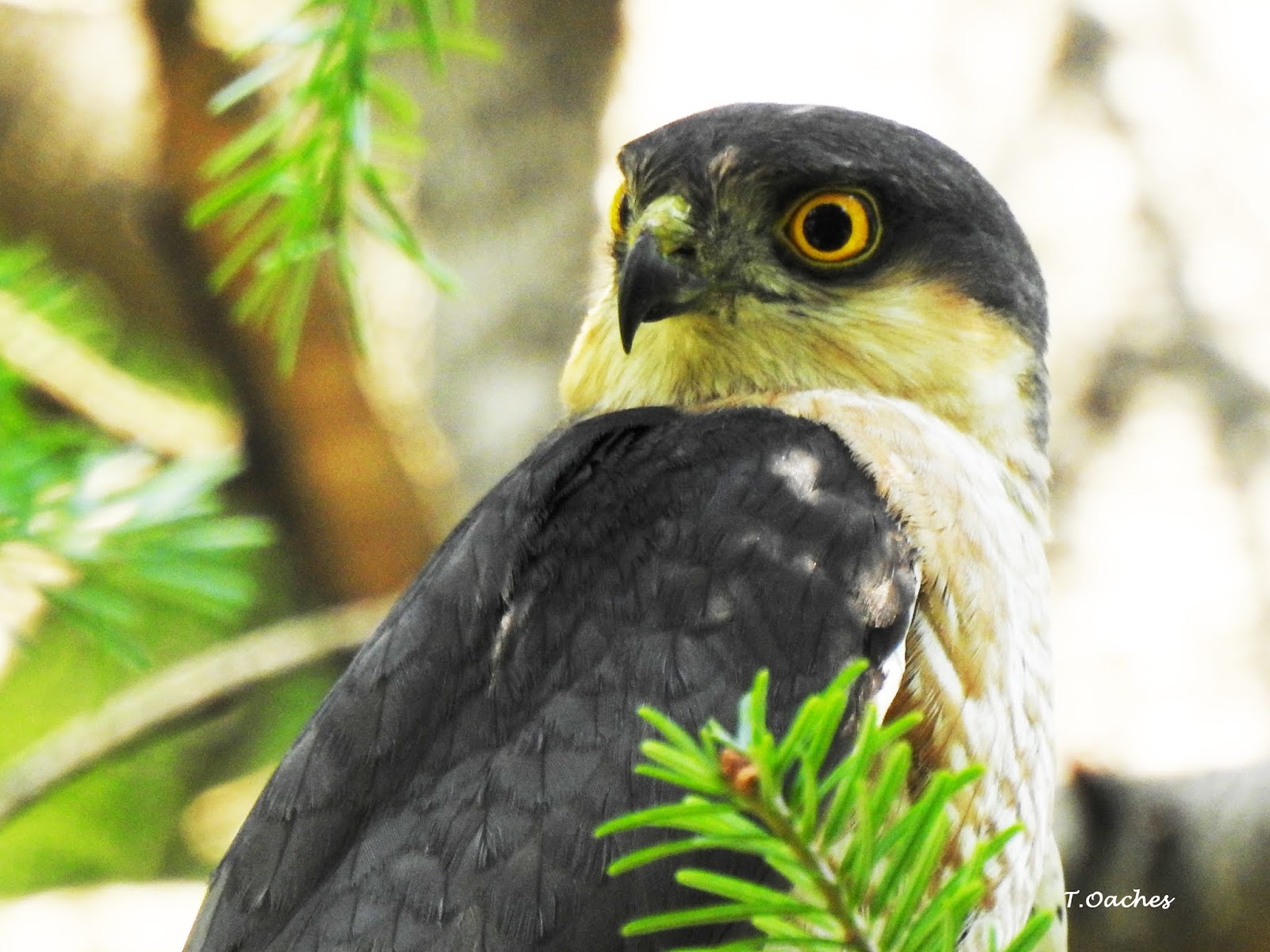 PASARI DIN ROMANIA: ULIU PASARAR (1), Accipiter nisus