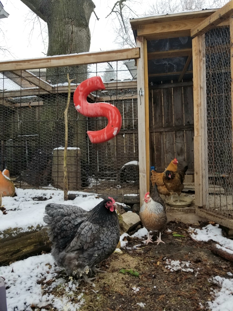 Kindness Countdown: Week 30: KC Chicken Rescue