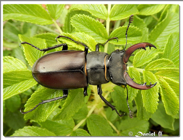 Chez Madeleine: Insecte