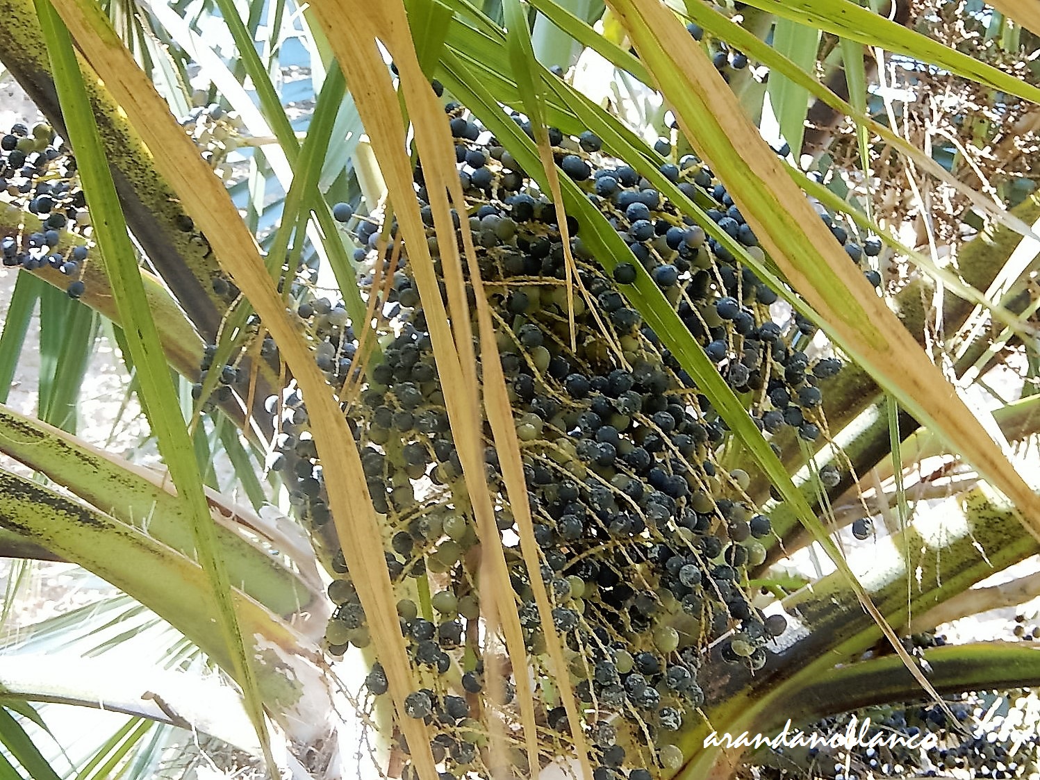 elarbolmiamigo-encinarosa: Sabal blackburniana - Sabal de Santo Domingo ...