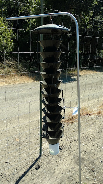 Santa Barbara County Ag IPM: Invasive Shot Hole Borers (ISHB) (Part III)