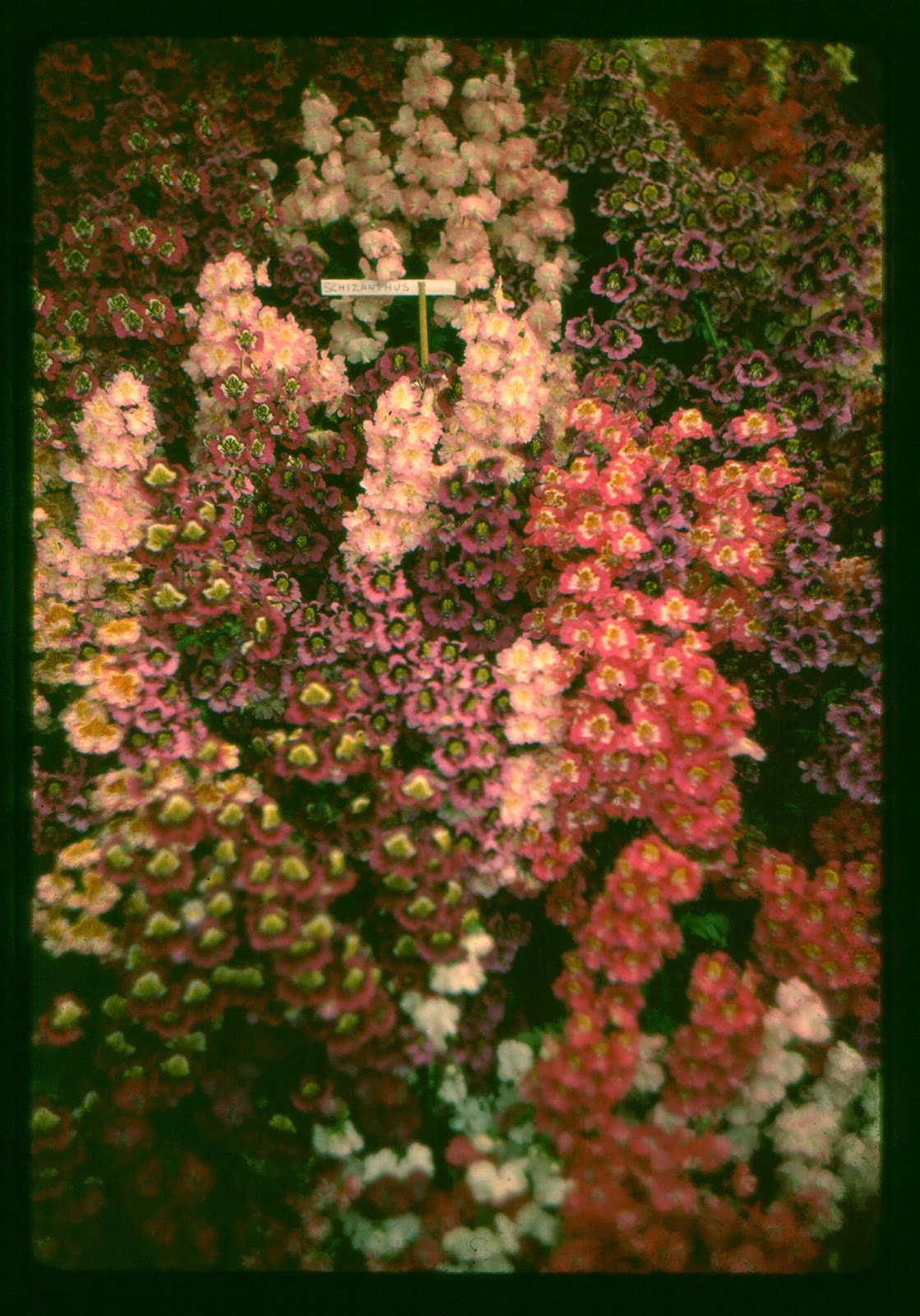 Free Stock Images - Floral Flower Photographs