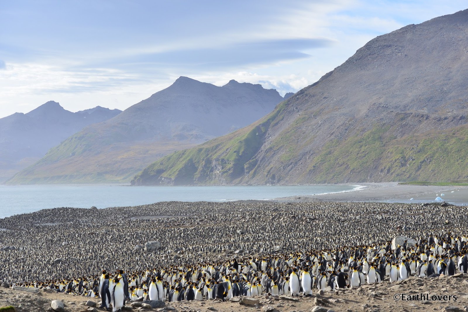 EarthLoversOnTour: Saint Andrews Bay, THE Highlight in South Georgia ...