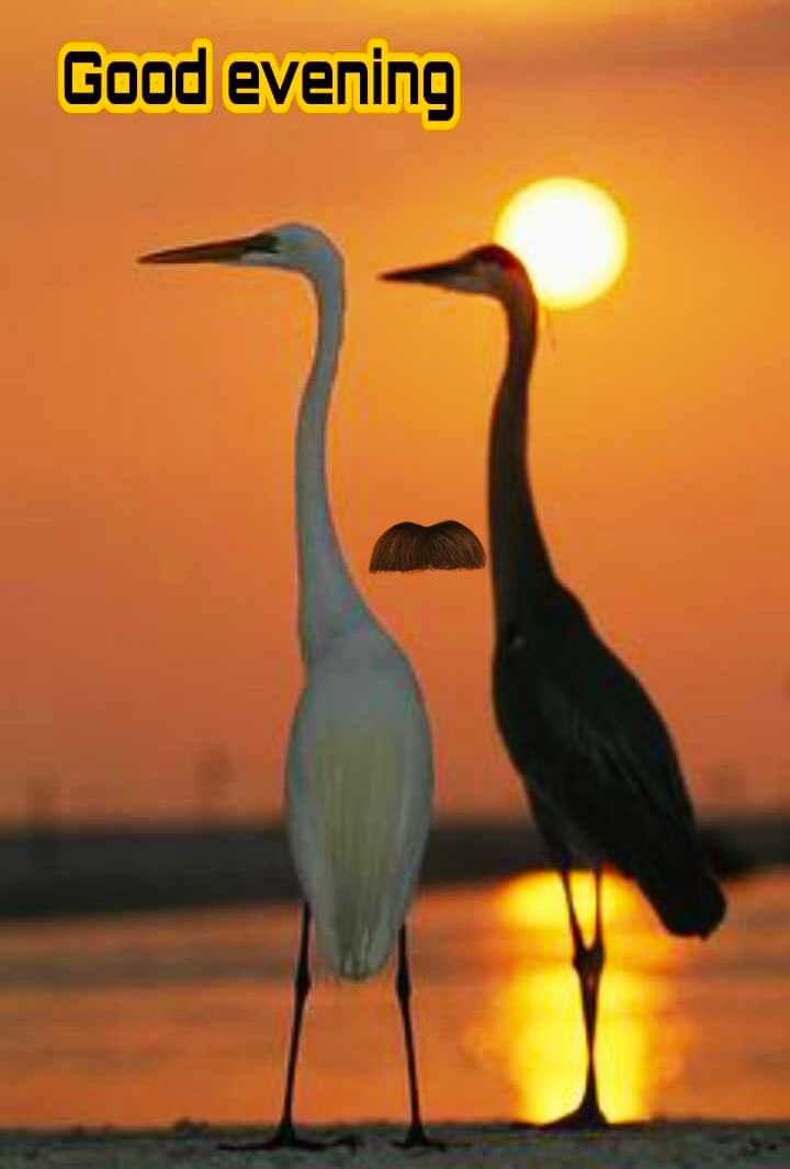 30+ Beautiful Good Evening Images HD, Good Evening Photos & Wallpapers ...